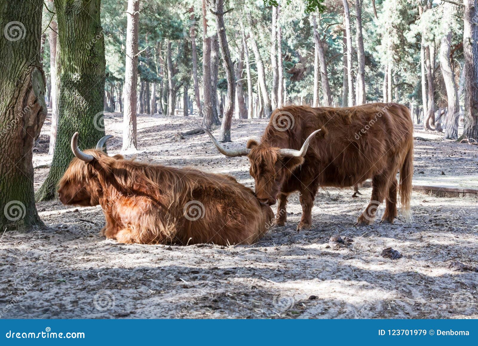 An Scottish Highlander stock image. Image of horned - 123701979