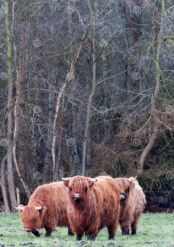 Scottish highlanders stock photo. Image of longhair, scottish - 84066976
