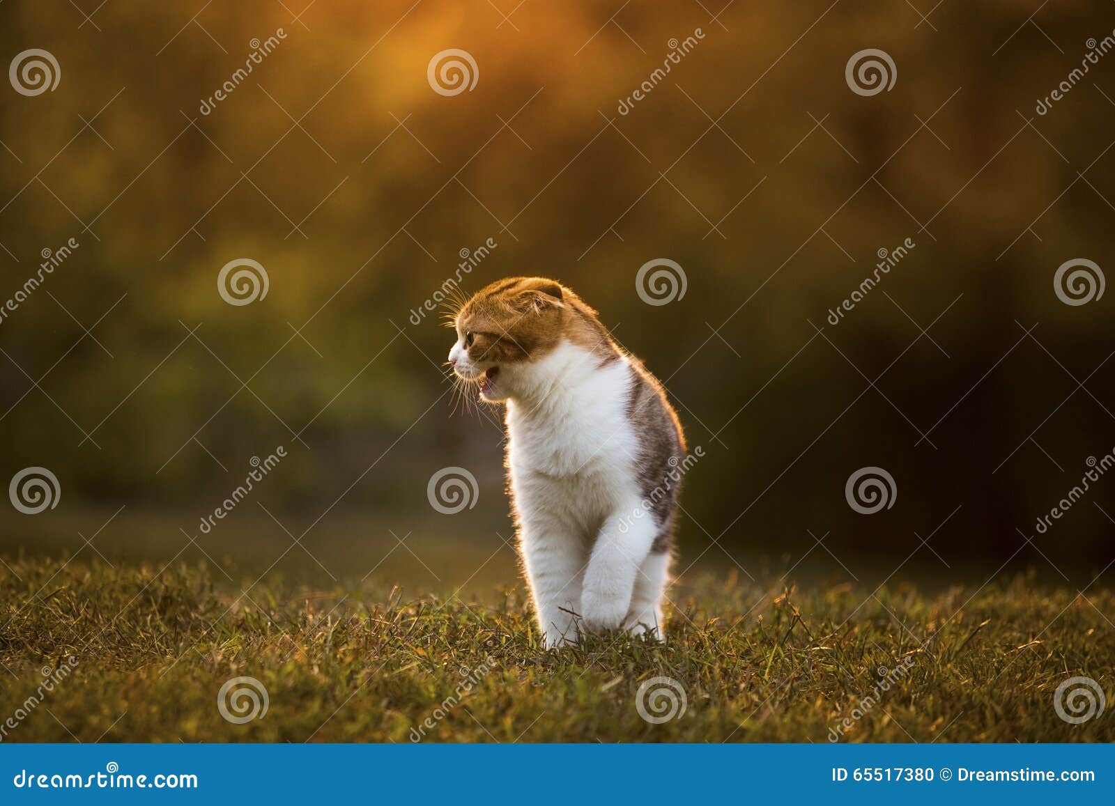Scottish Kitten roar stock photo. Image of playful, animal - 65517380