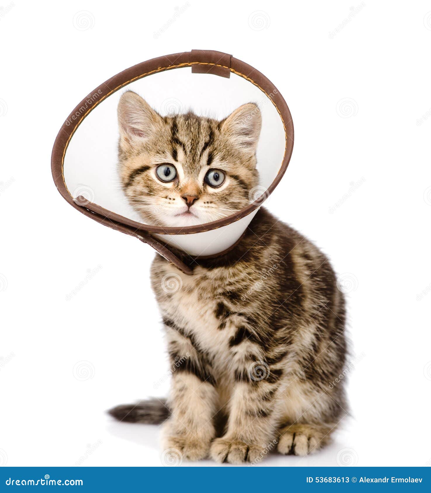 Scottish Kitten Wearing a Funnel Collar. Isolated on White Stock Image ...