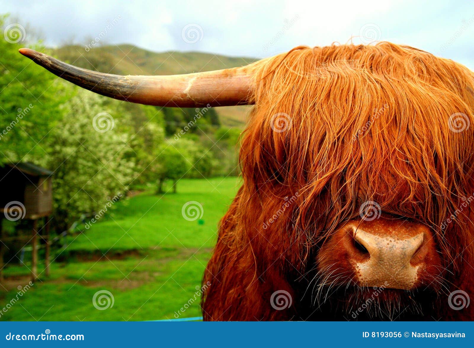 Scottish ox stock photo. Image of northern, bull, animals - 8193056