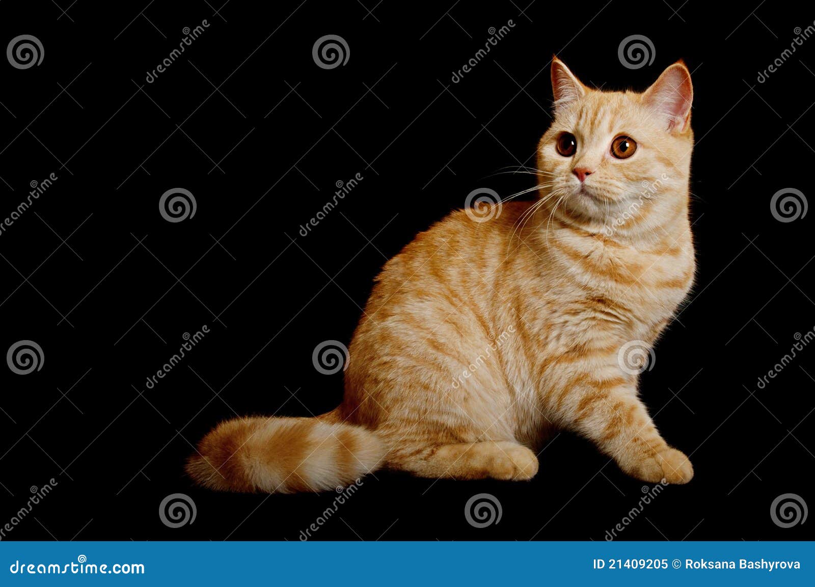 Scottish purebred cat stock image. Image of animal, purebred - 21409205