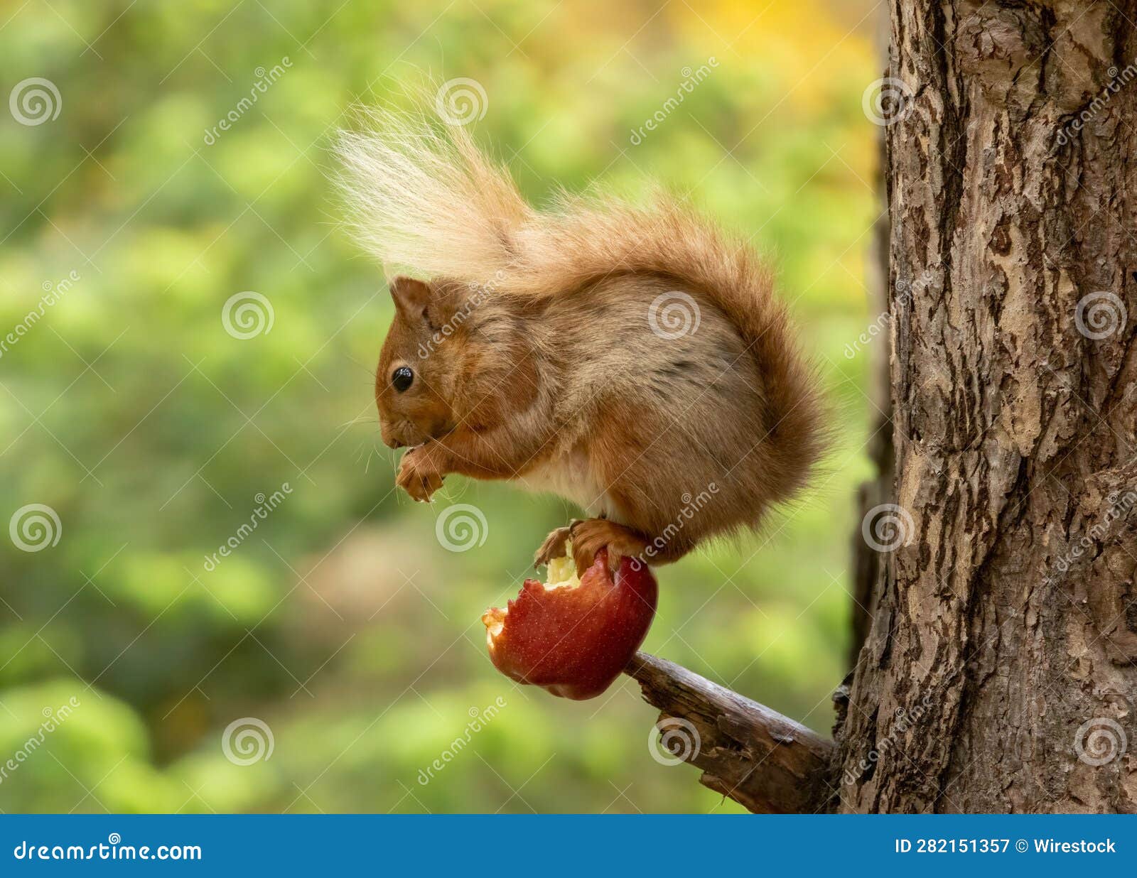 Scottish Red Squirrel Eating an Apple Stock Image - Image of creature, forest: 282151357