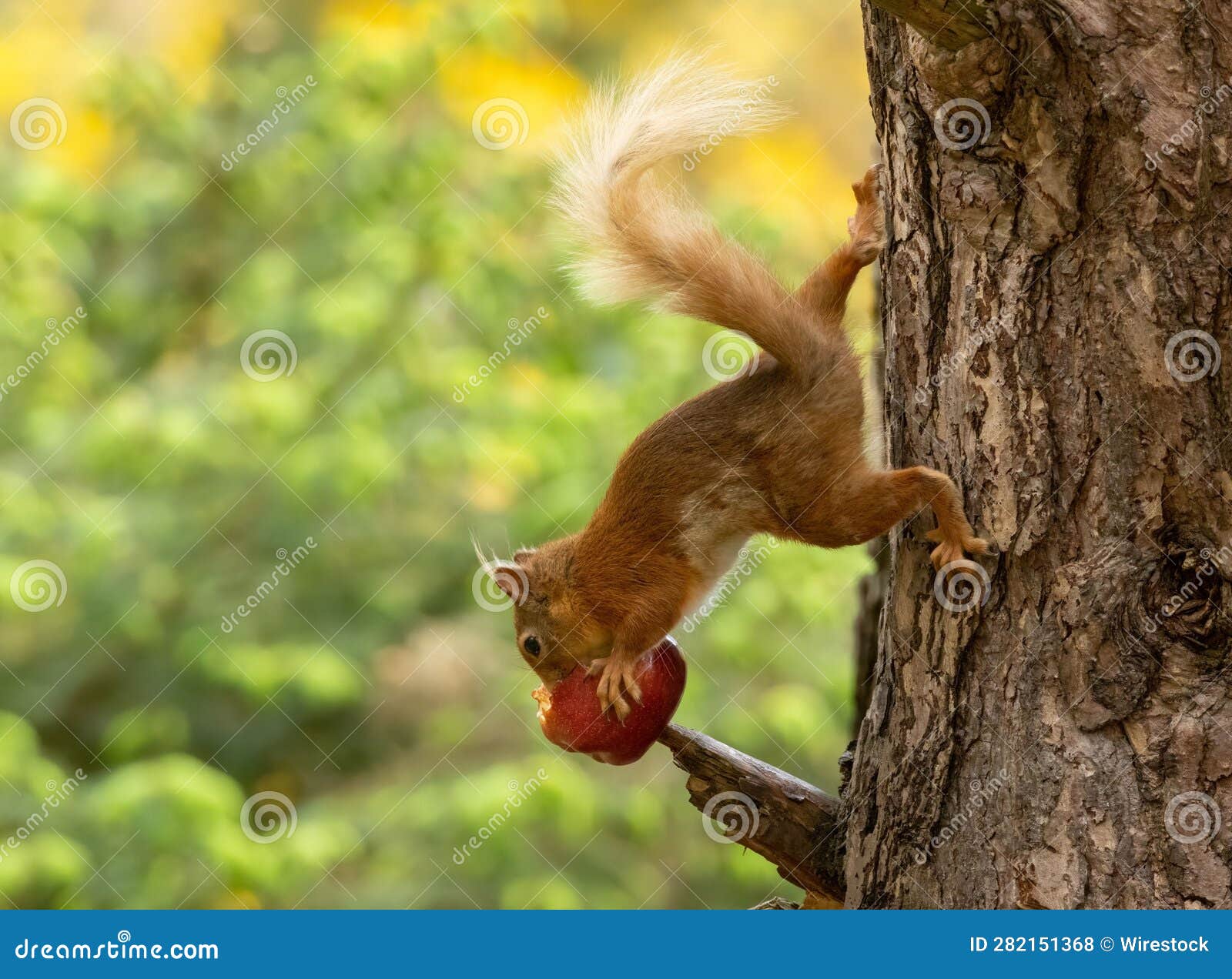 Scottish Red Squirrel Eating an Apple Stock Photo - Image of cute, forest: 282151368