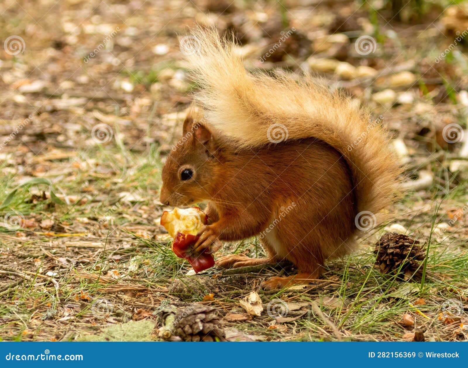 Scottish Red Squirrel Eating an Apple Core Stock Image - Image of nature, natural: 282156369