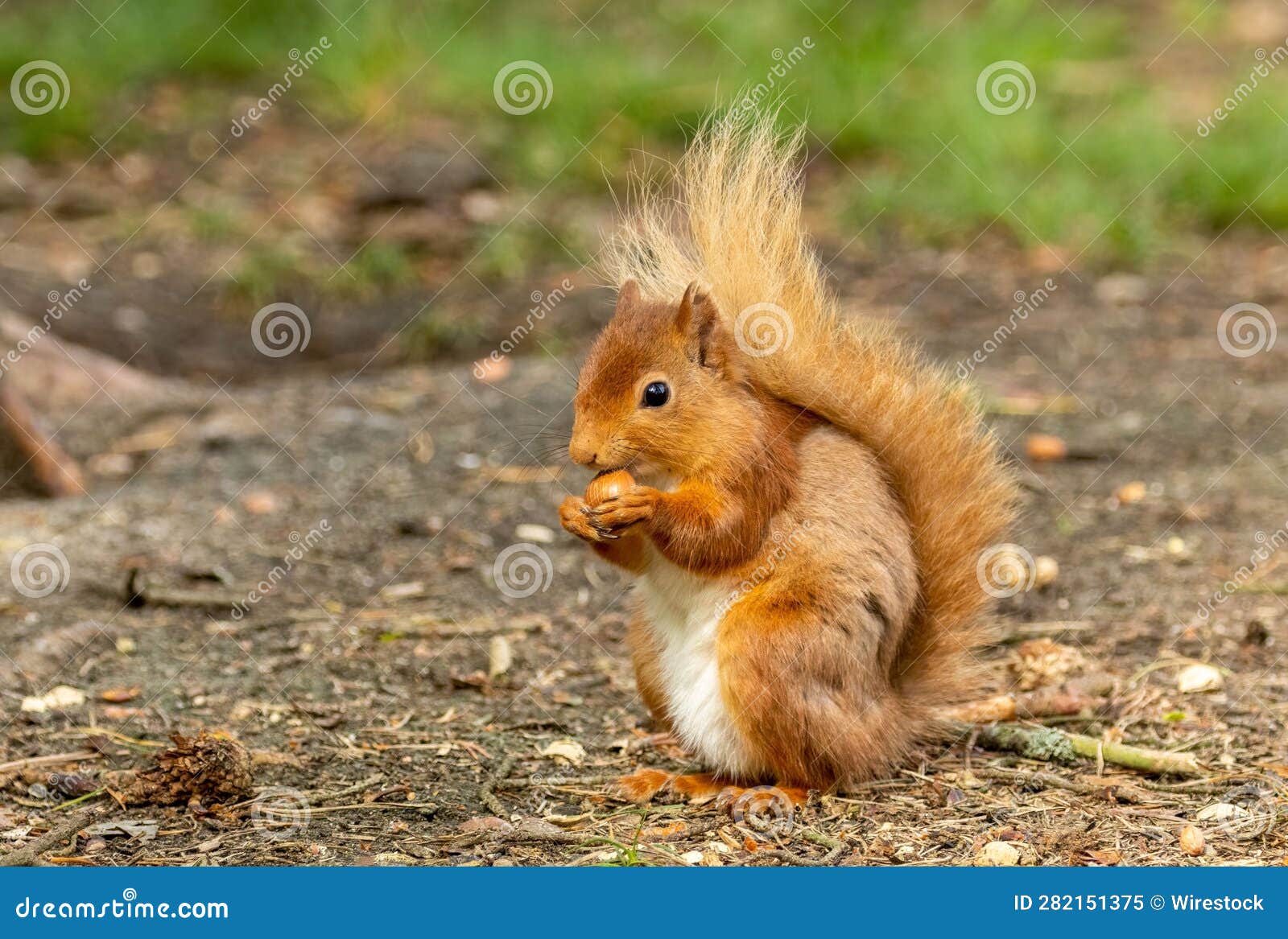 Scottish Red Squirrel Eating a Nut Stock Image - Image of outdoors ...