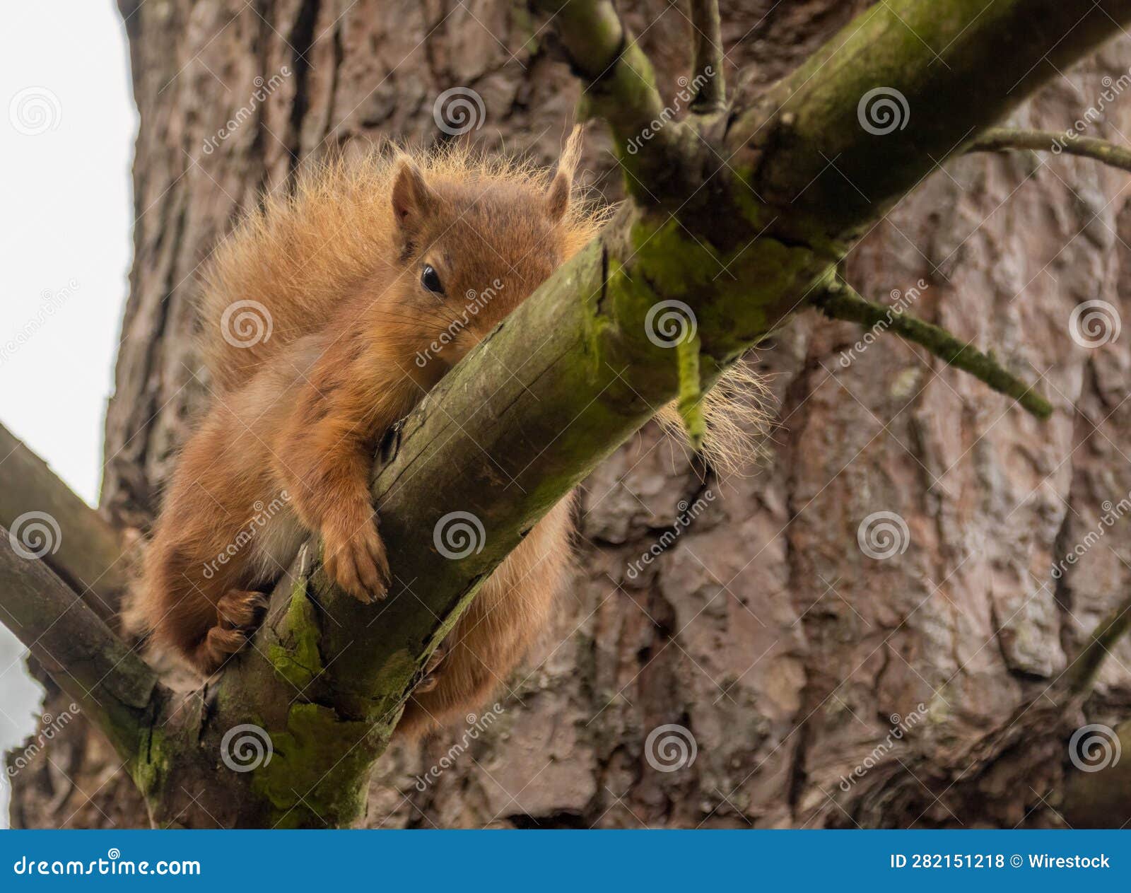 Scottish Red Squirrel Lying Over a Branch Stock Photo - Image of cute ...
