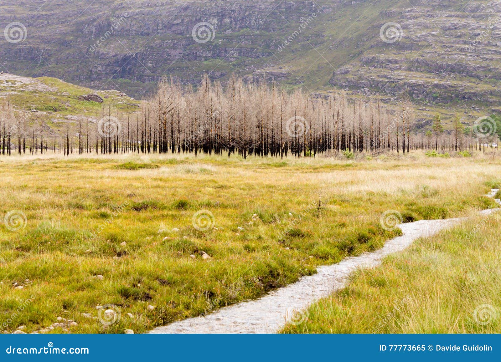 Scottish River Trough Countryside Stock Image - Image of death ...