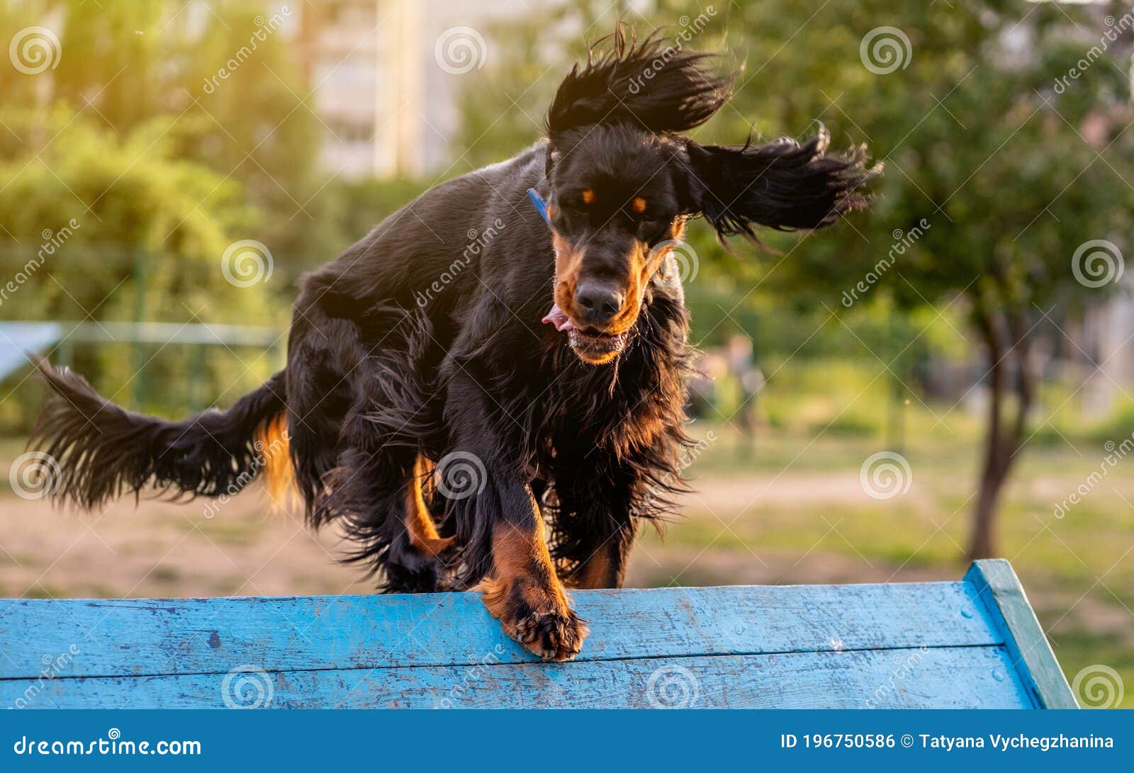 Scottish Setter on Obstacle Course Stock Photo - Image of beautiful ...