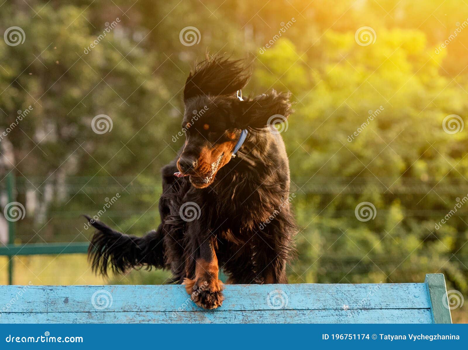 Scottish Setter on Obstacle Course Stock Photo - Image of nature ...