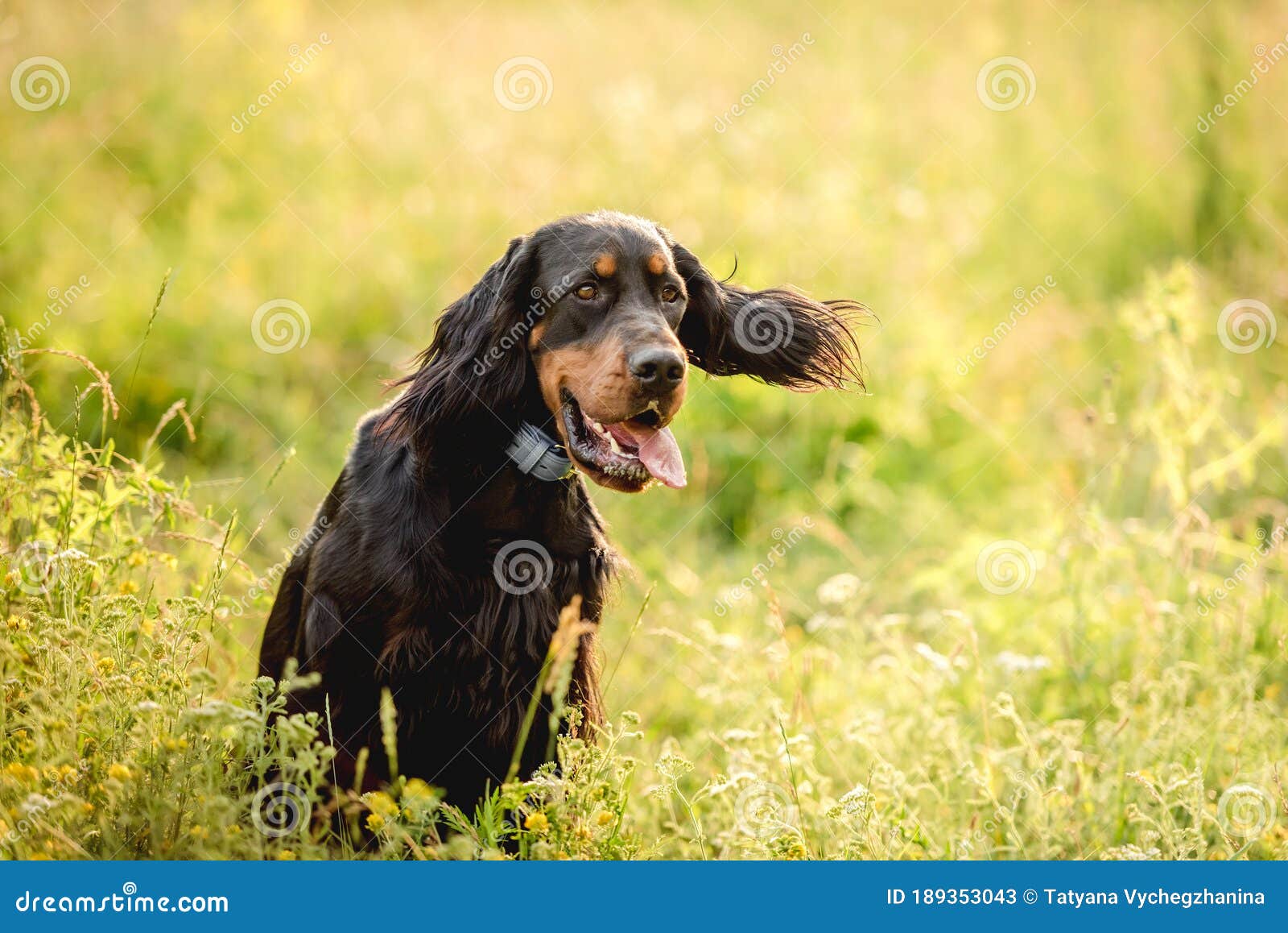 Scottish Setter Sitting in Summer Grass Stock Image - Image of muzzle ...
