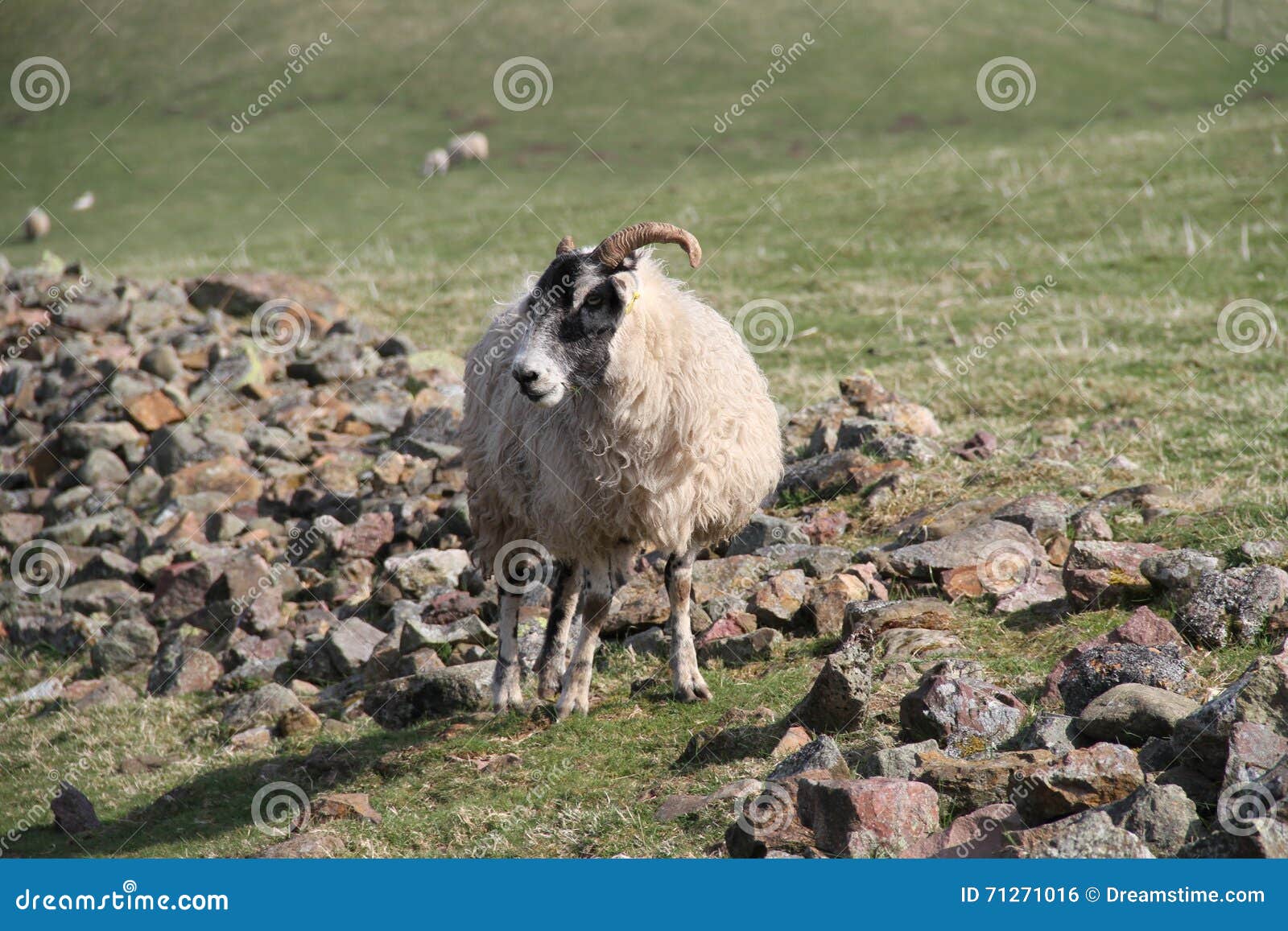 Scottish Sheep stock photo. Image of livestock, scotland - 71271016