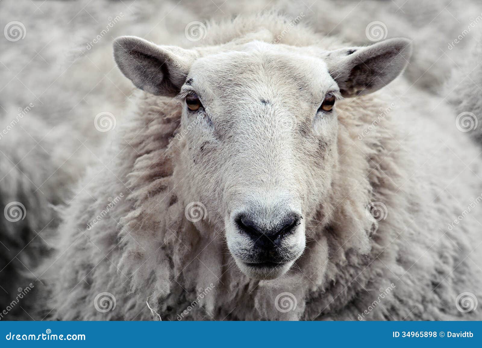 Scottish sheep stock photo. Image of animals, happy, nature - 34965898