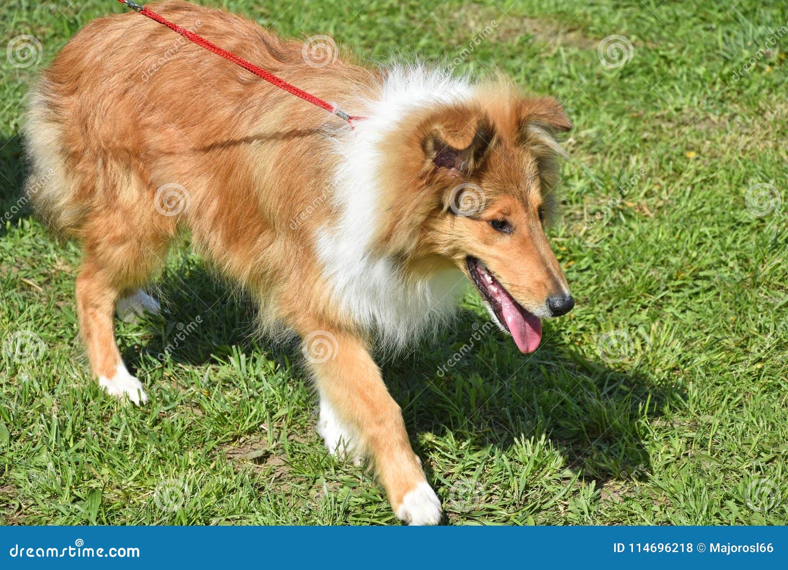 Scottish shepherd dog stock photo. Image of show, portrait - 114696218
