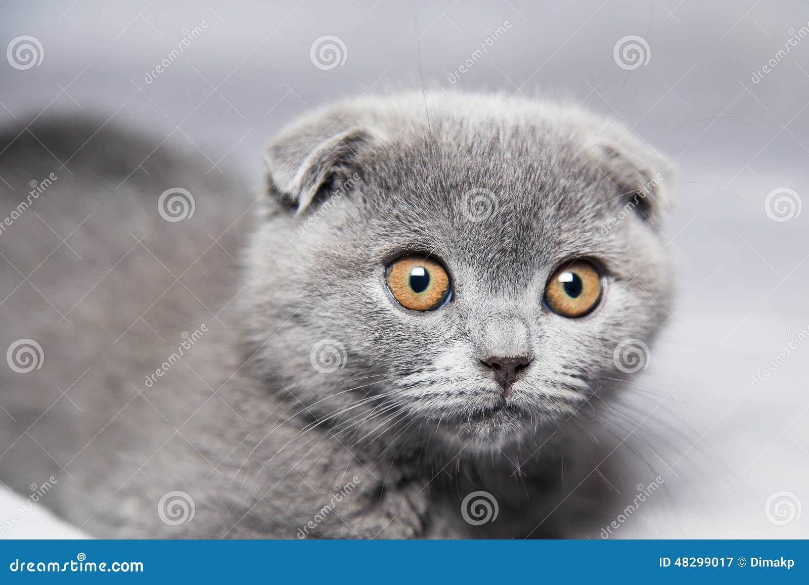 Scottish Shorthair cat stock image. Image of kitten, haired - 48299017