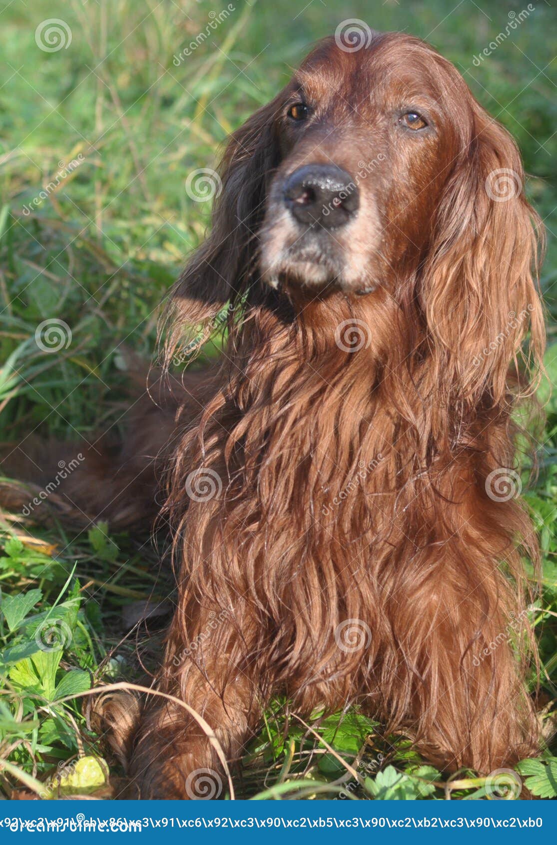 Scottish Spaniel Dog Resting in the Grass Stock Photo - Image of park ...