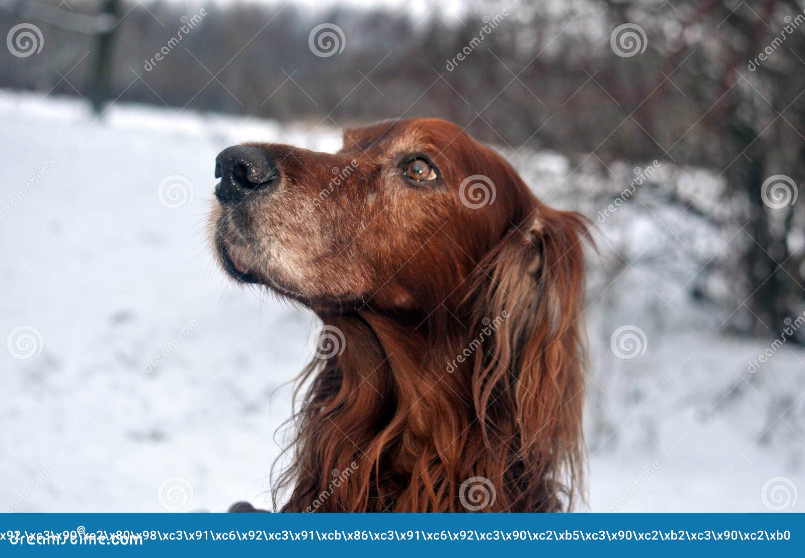 Scottish Spaniel in the Snow Stock Photo - Image of season, spaniel ...