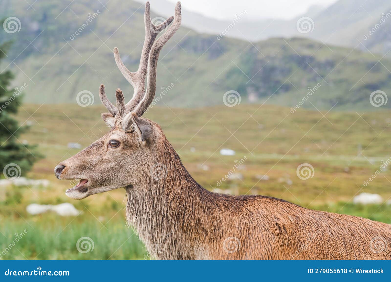 Scottish Stag in Scottish Highlands in Spring Stock Photo - Image of ...
