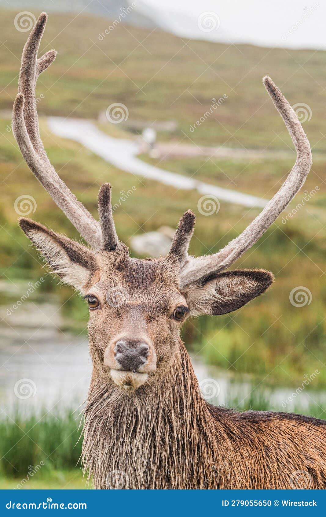 Scottish Stag in Scottish Highlands in Spring Stock Photo - Image of ...