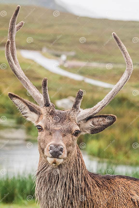 Scottish Stag in Scottish Highlands in Spring Stock Photo - Image of ...