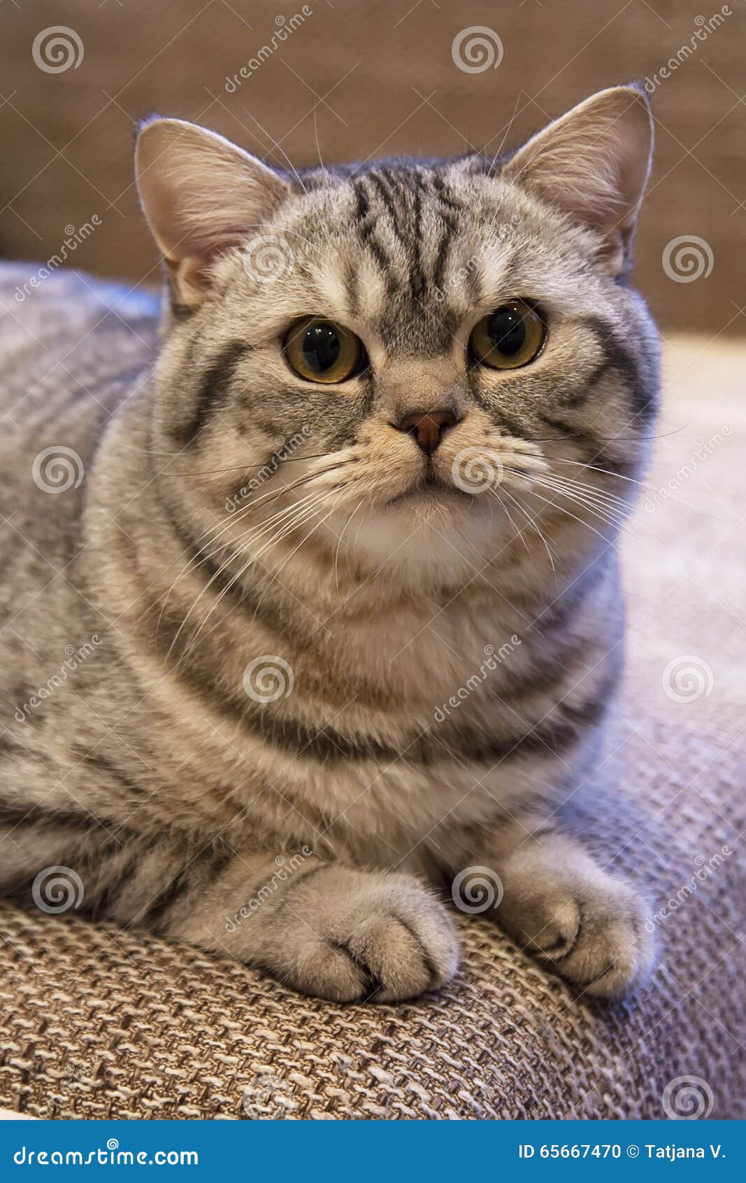 Scottish straight cat stock photo. Image of kitten, purebred - 65667470