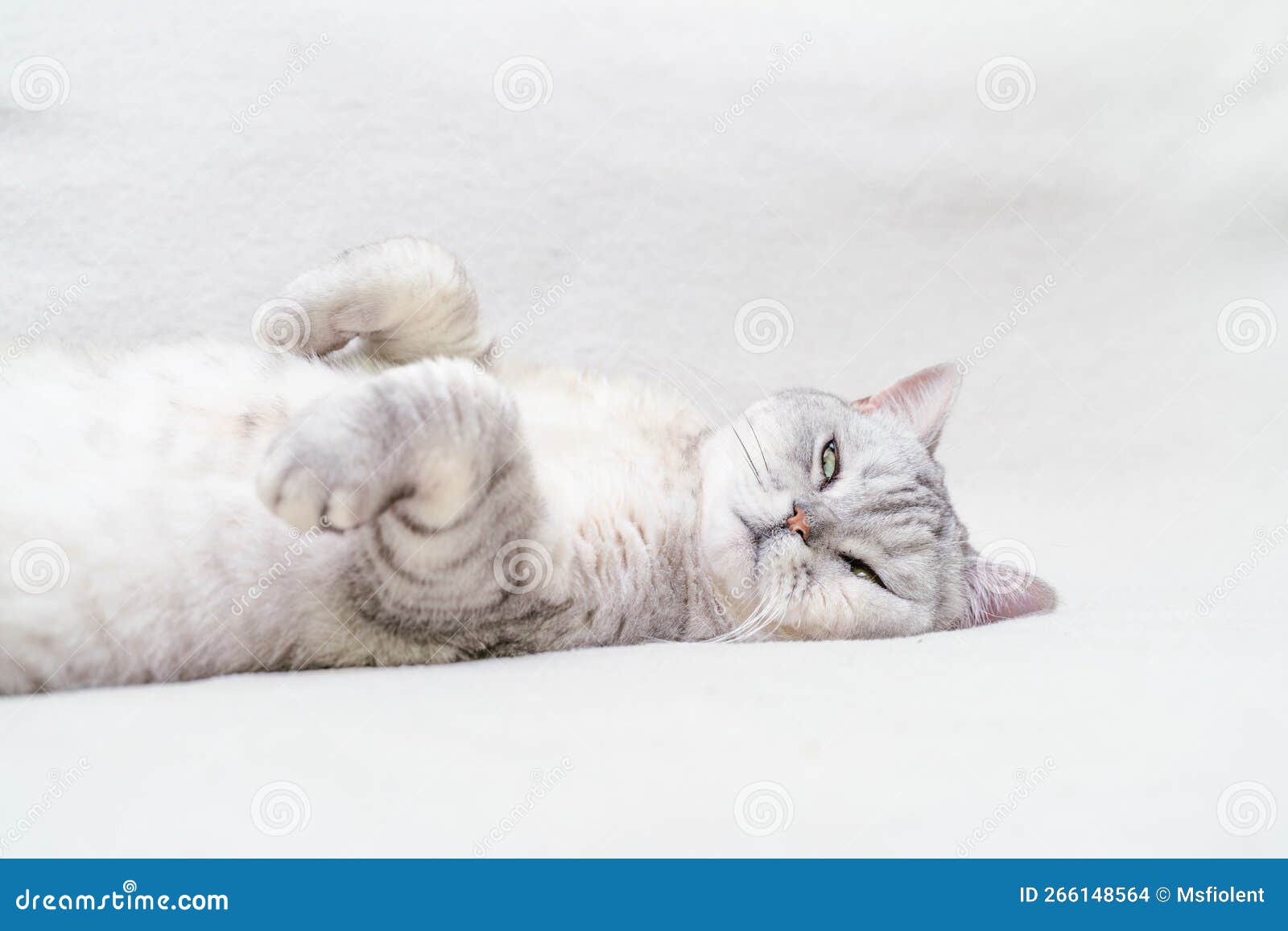 Scottish Straight Cat Lies on His Back. Cat Upside Down. Close Up White ...