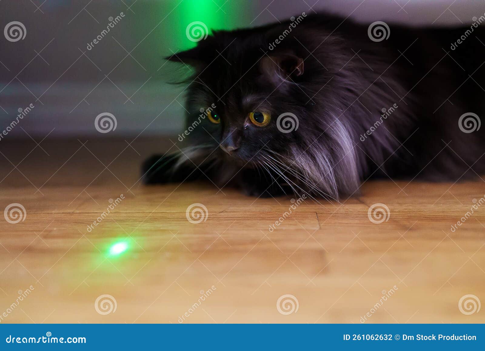 Cat Playing with Laser Pointer Stock Photo - Image of hunter, adorable ...