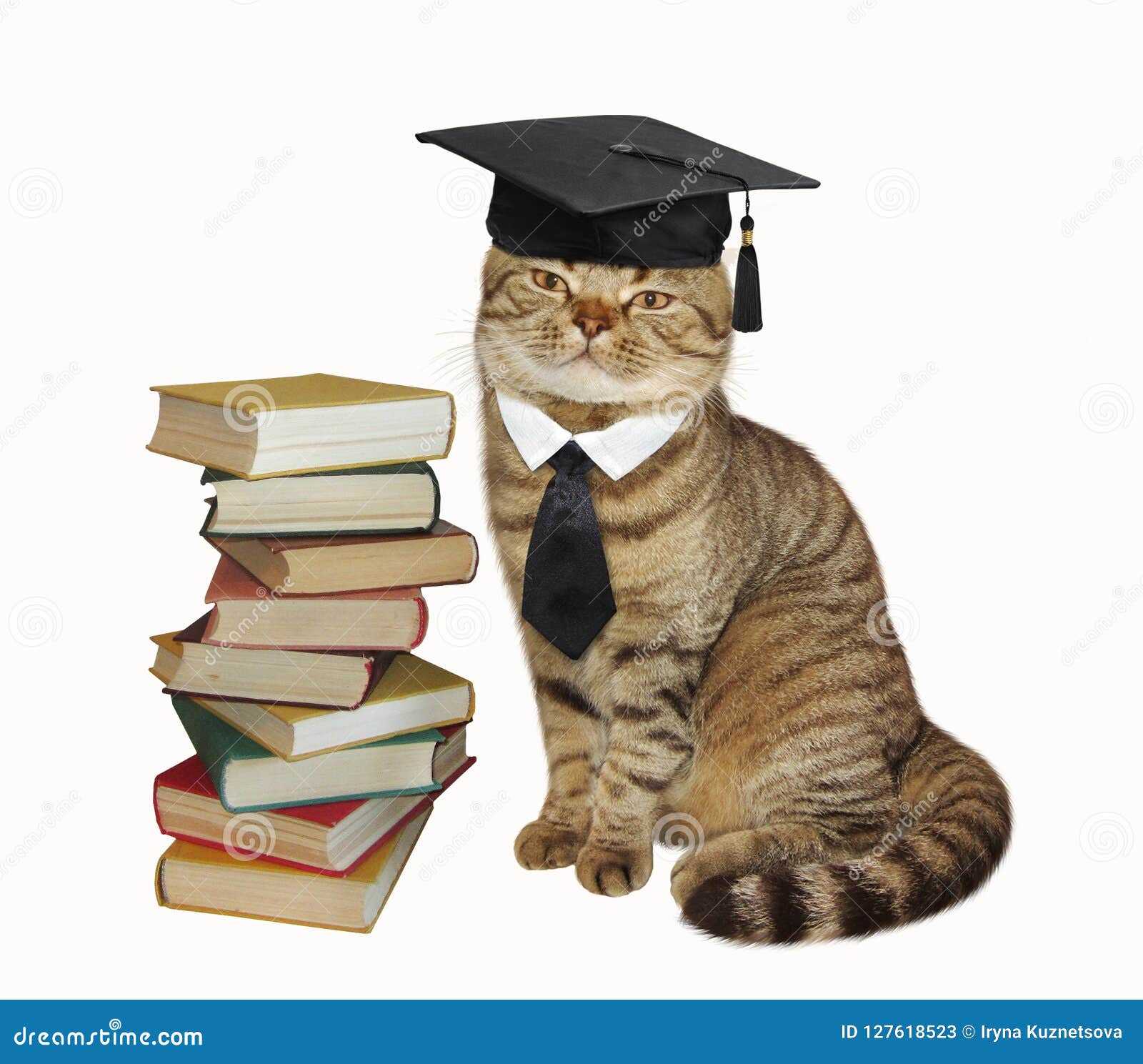 A cat and books. stock image. Image of books, clever - 127618523