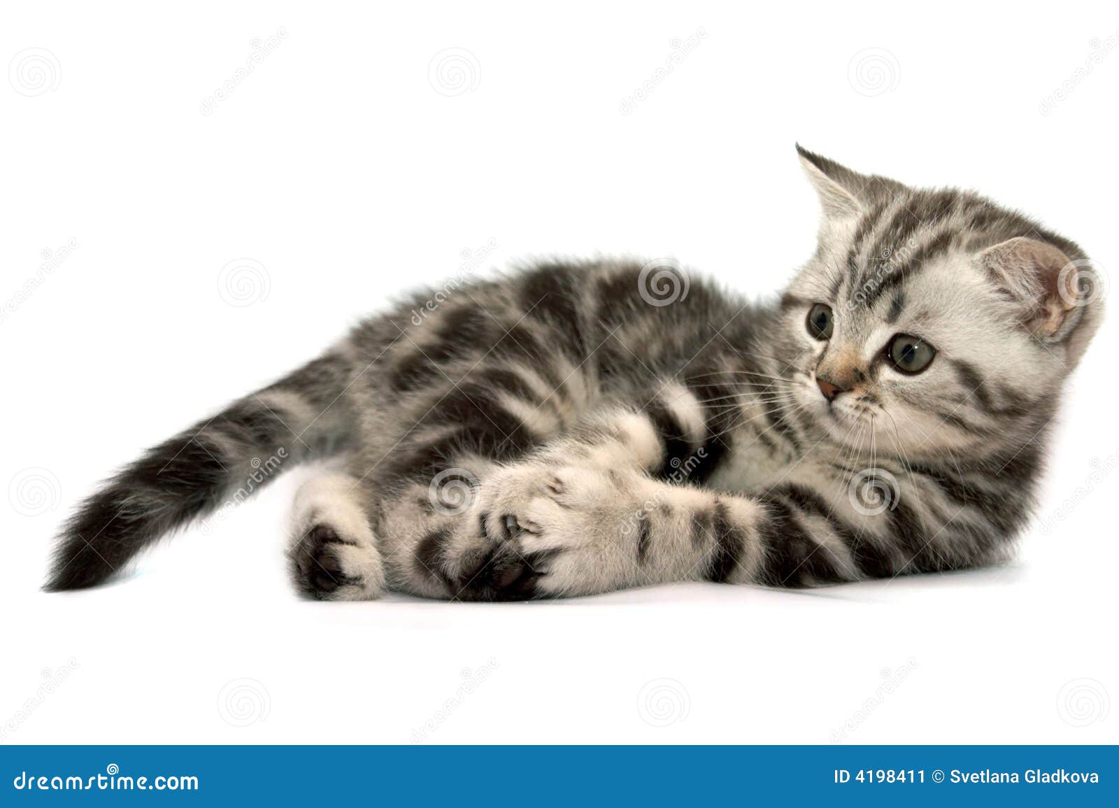 Scottish Straight Cats stock image. Image of kitten, kitty - 4198411