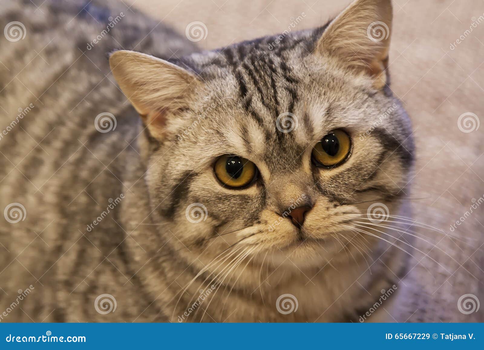 Scottish straight stock image. Image of cute, purebred - 65667229