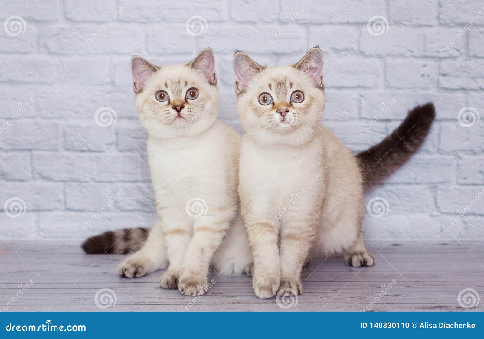 Scottish Straight-faced Light Colored Cat Stock Photo - Image of kitty ...