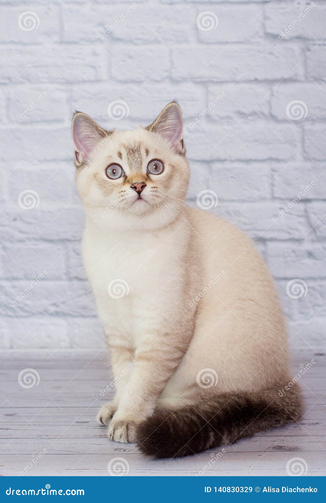 Scottish Straight-faced Light Colored Cat Stock Image - Image of ...