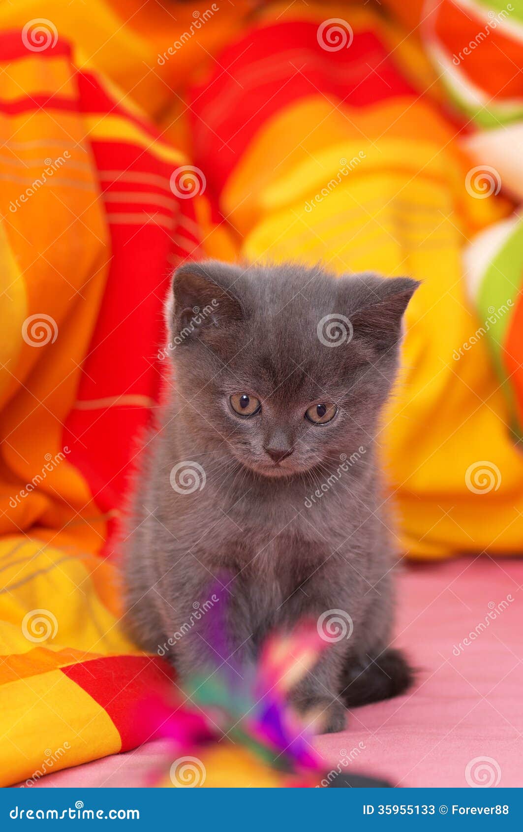 Scottish-straight Gray Beautiful Cat Stock Image - Image of pedigree ...