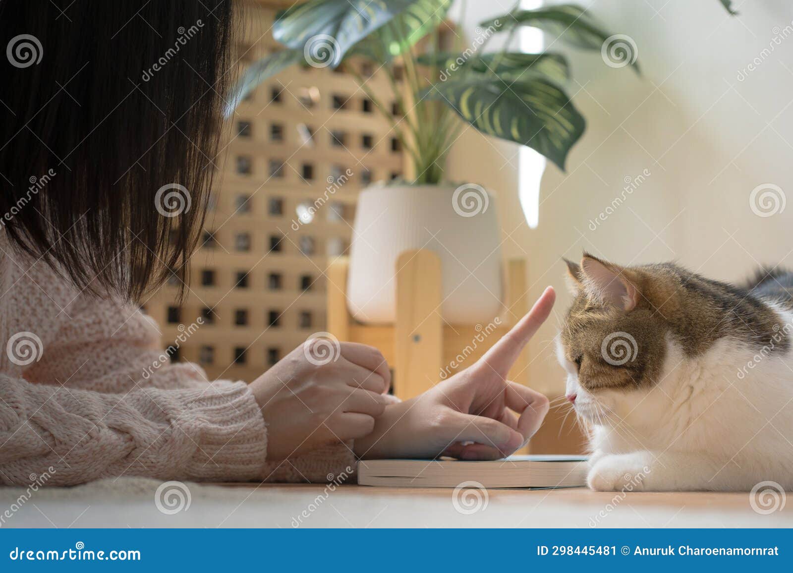 Scottish Tabby Cat during Play with Owner Finger Stock Image - Image of ...