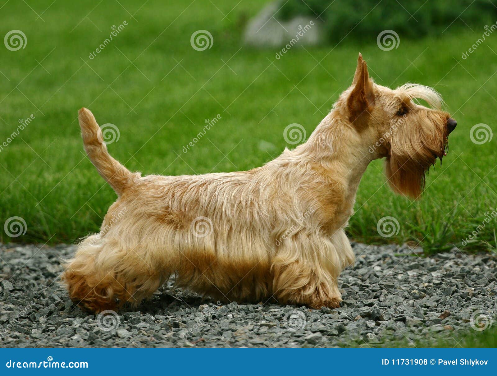 The Scottish Terrier stock photo. Image of park, collar - 11731908