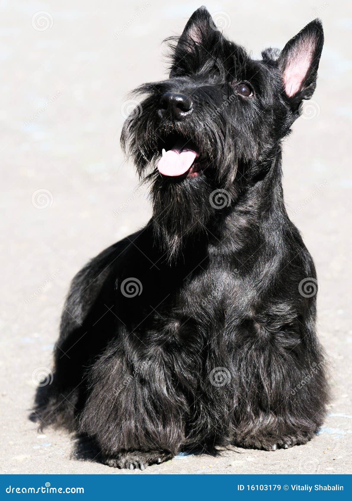 Scottish Terrier stock image. Image of canine, terrier - 16103179