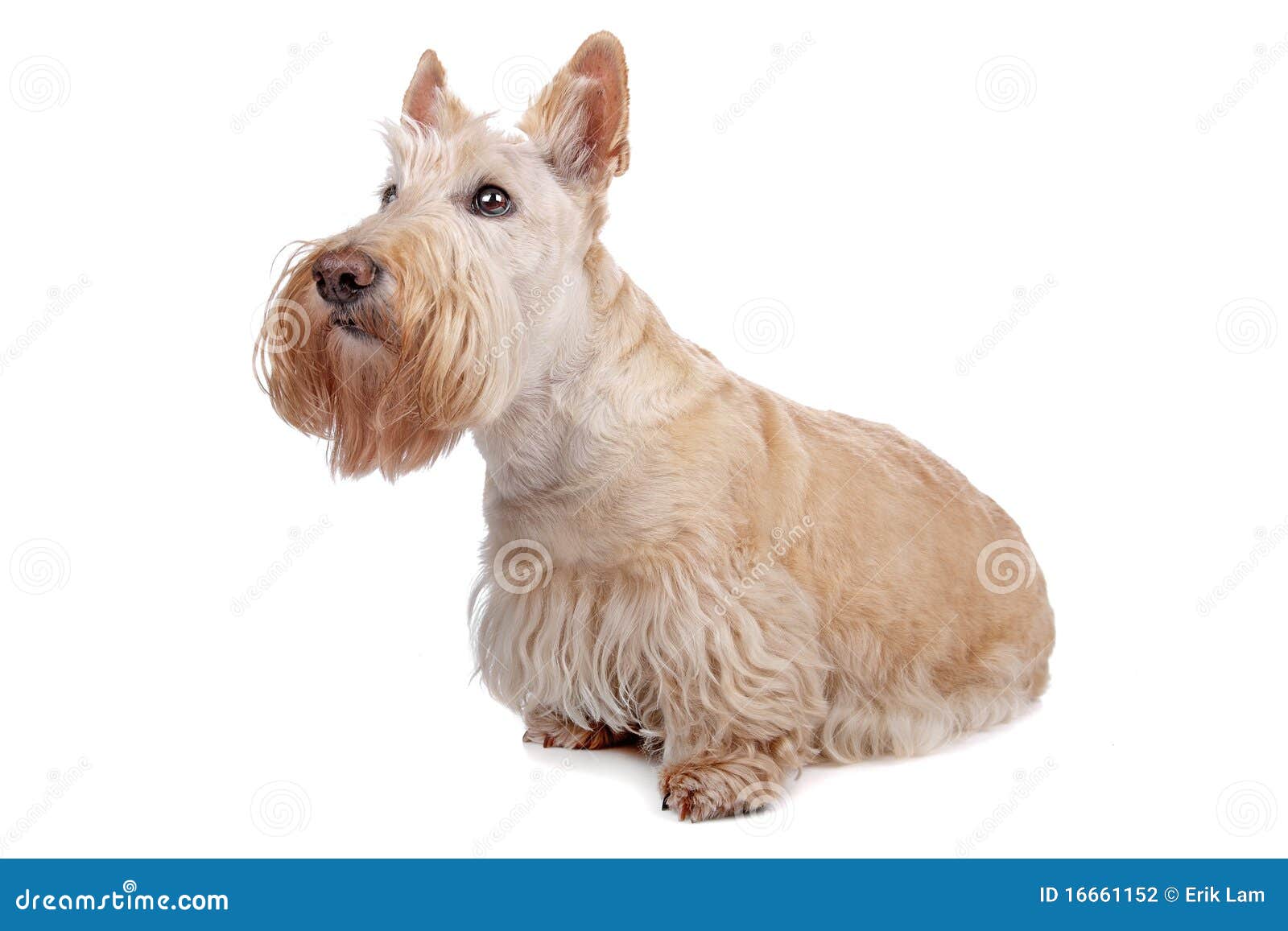 Scottish Terrier stock photo. Image of aberdeen, scottie - 16661152