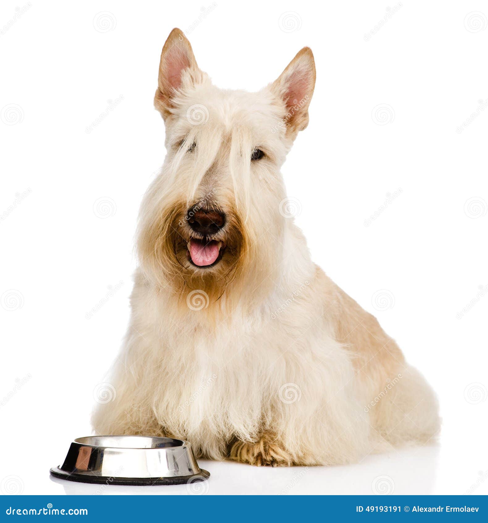 Scottish Terrier Begging for Food. Looking at Camera. Isolated O Stock ...