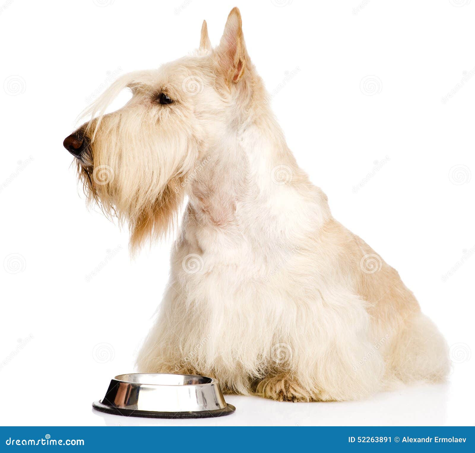 Scottish Terrier Begging for Food. on White Background Stock Image ...