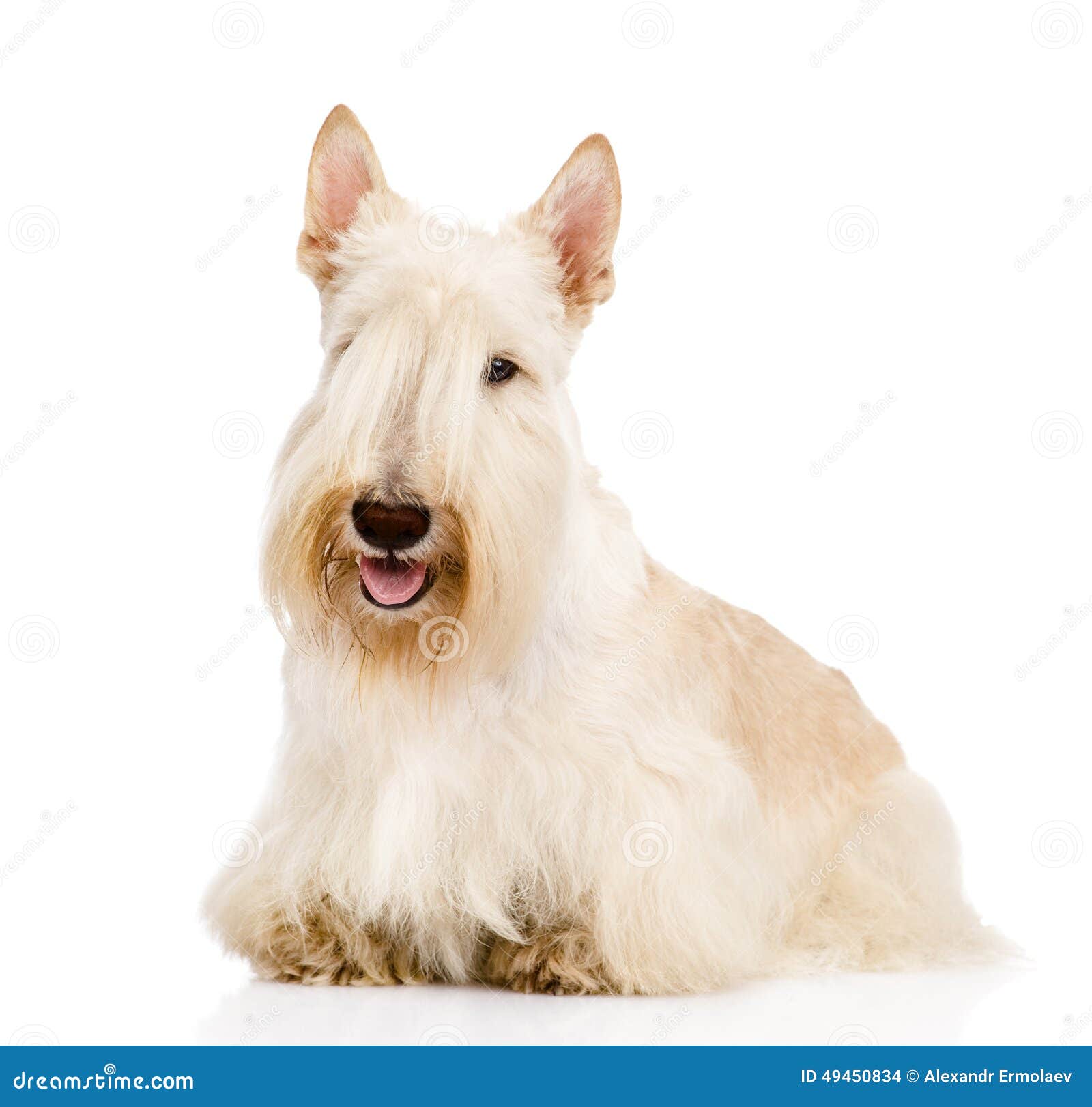 Scottish Terrier in Front View. on White Background Stock Photo - Image ...