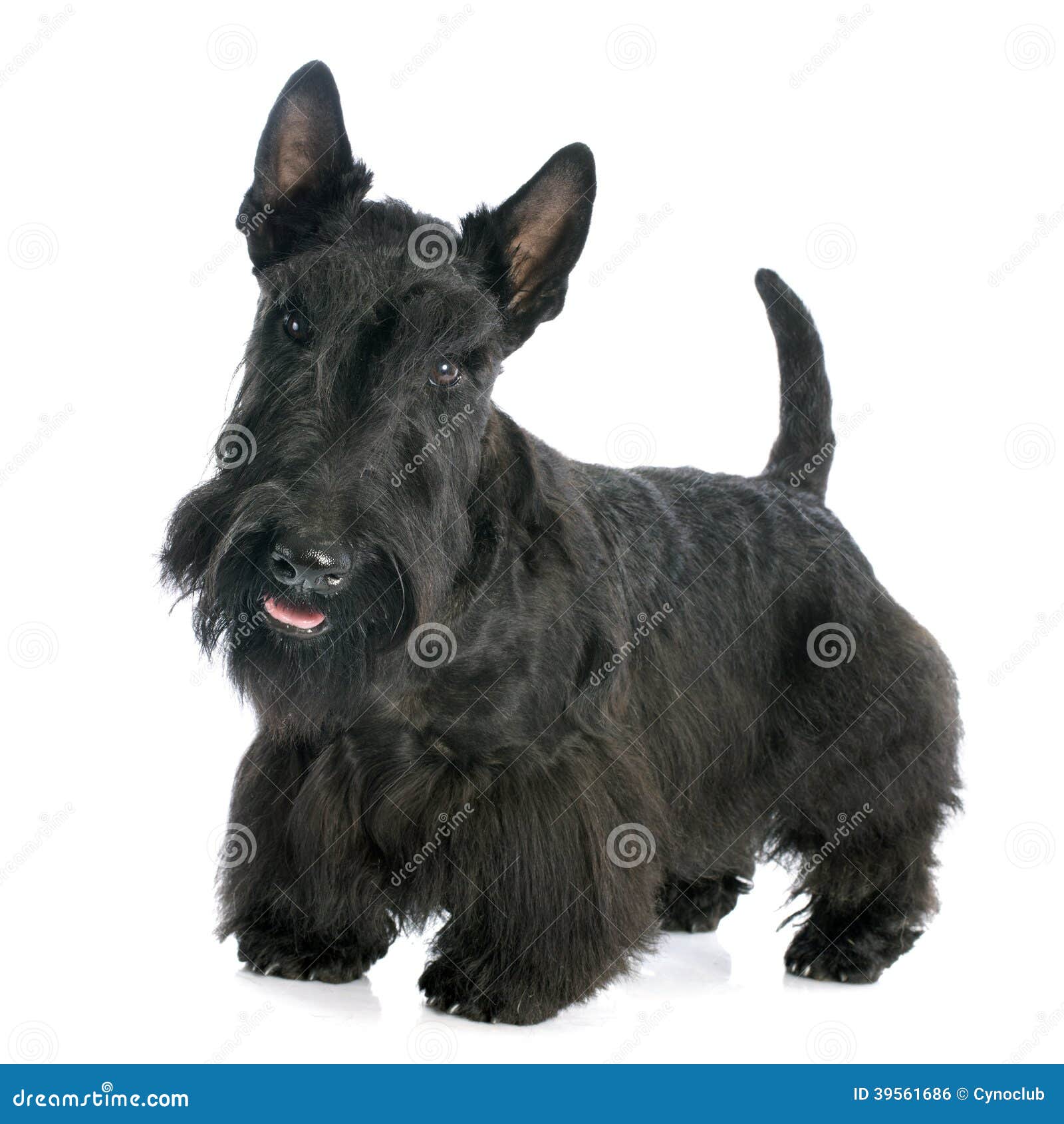 Scottish Terrier stock photo. Image of animal, background - 39561686