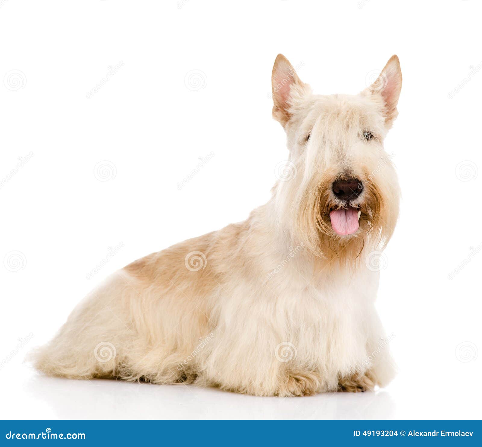 What Is A White Scottish Terrier