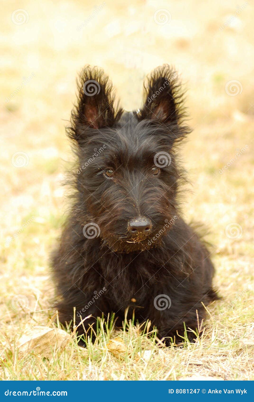 Scottish Terrier puppy stock image. Image of head, aberdeen - 8081247