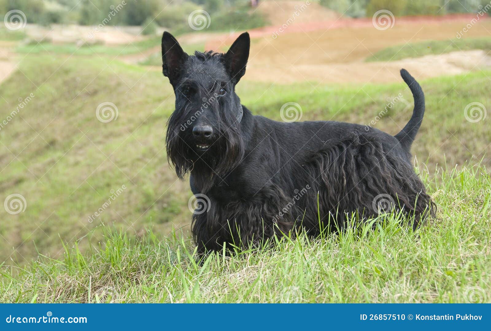 The Scottish Terrier (Scottie) Stock Photo - Image of park, aberdeen ...