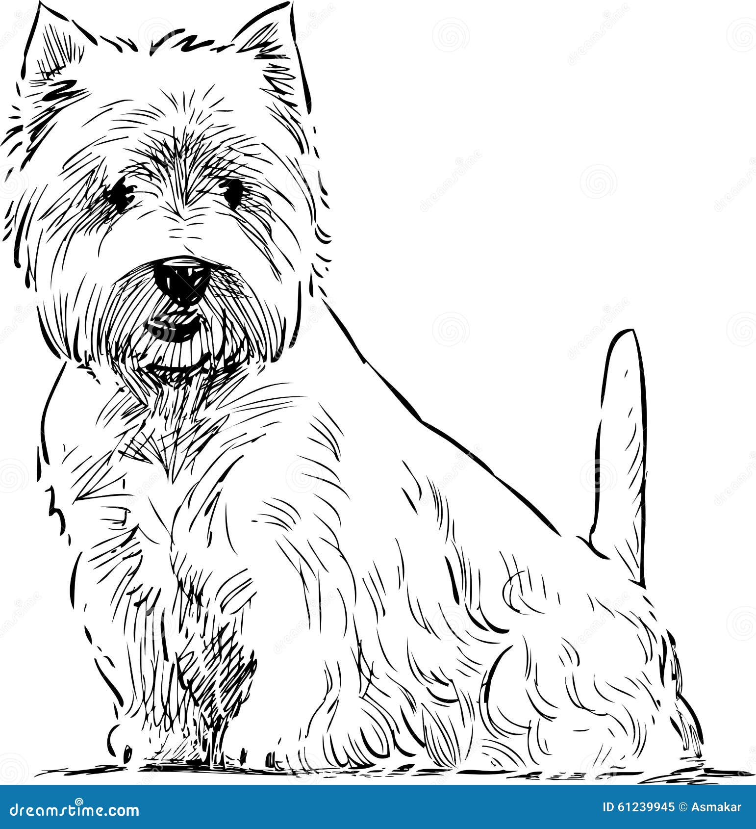 Scottish terrier sits stock vector. Illustration of cute - 61239945