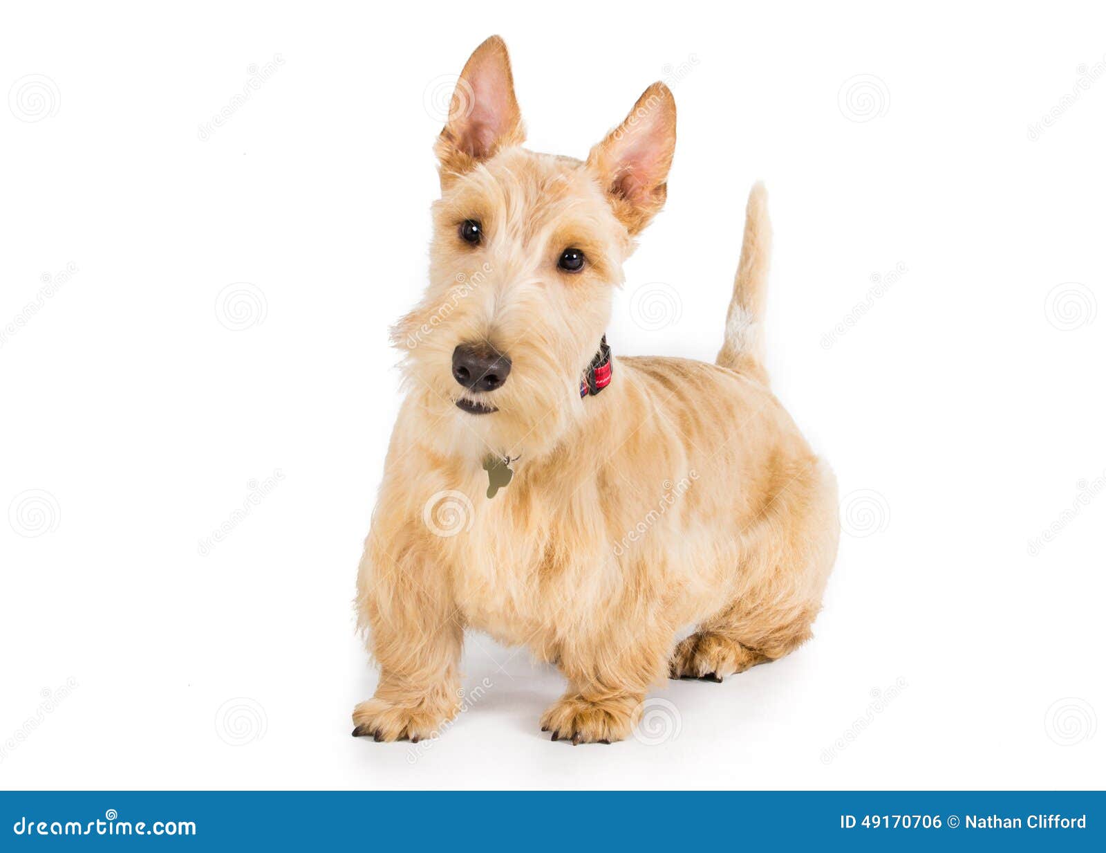 What Is A Wheaten Scottish Terrier