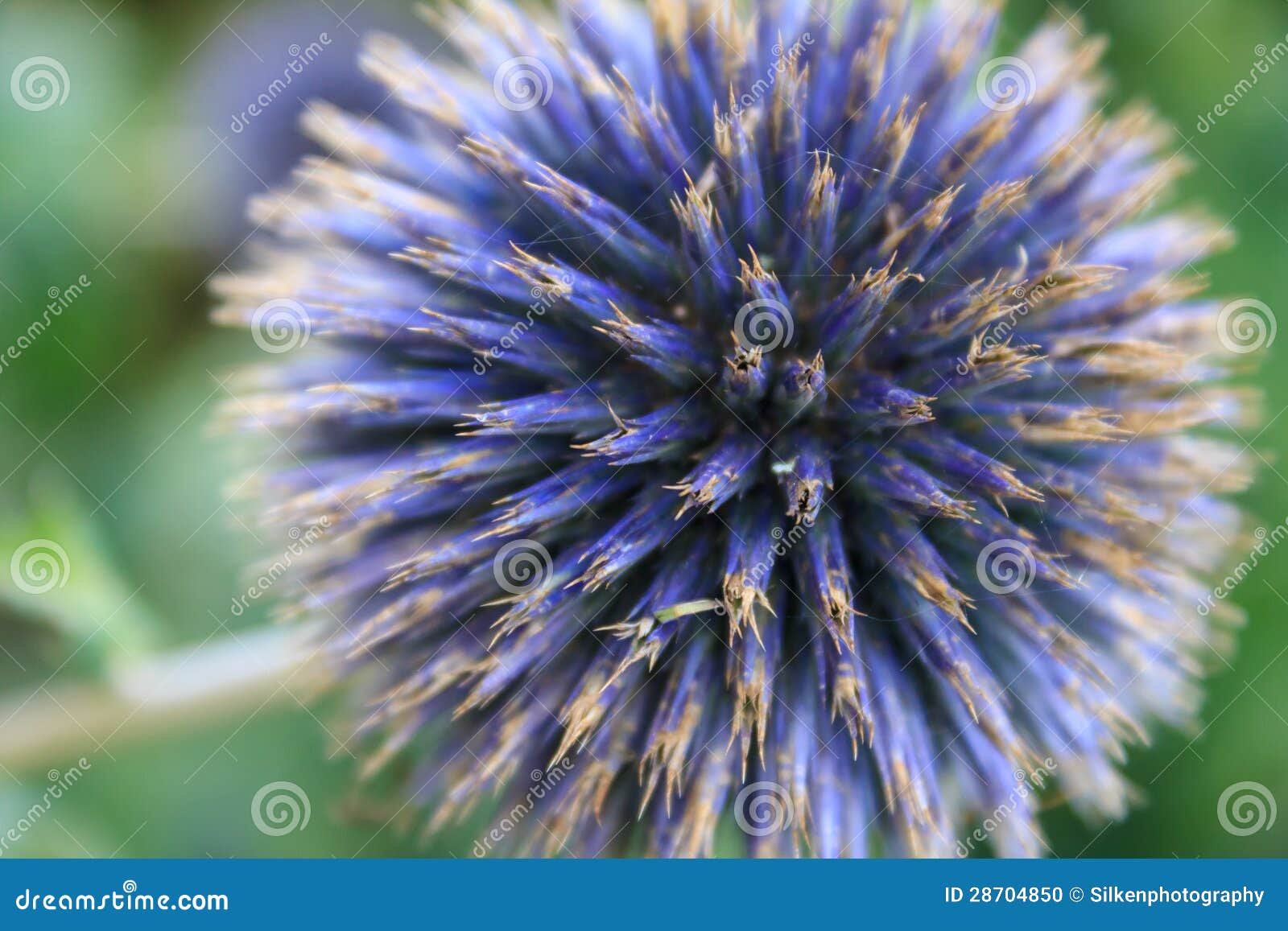 A Scottish Thistle Stands High On A Roadside Paddock In New South Wales ...