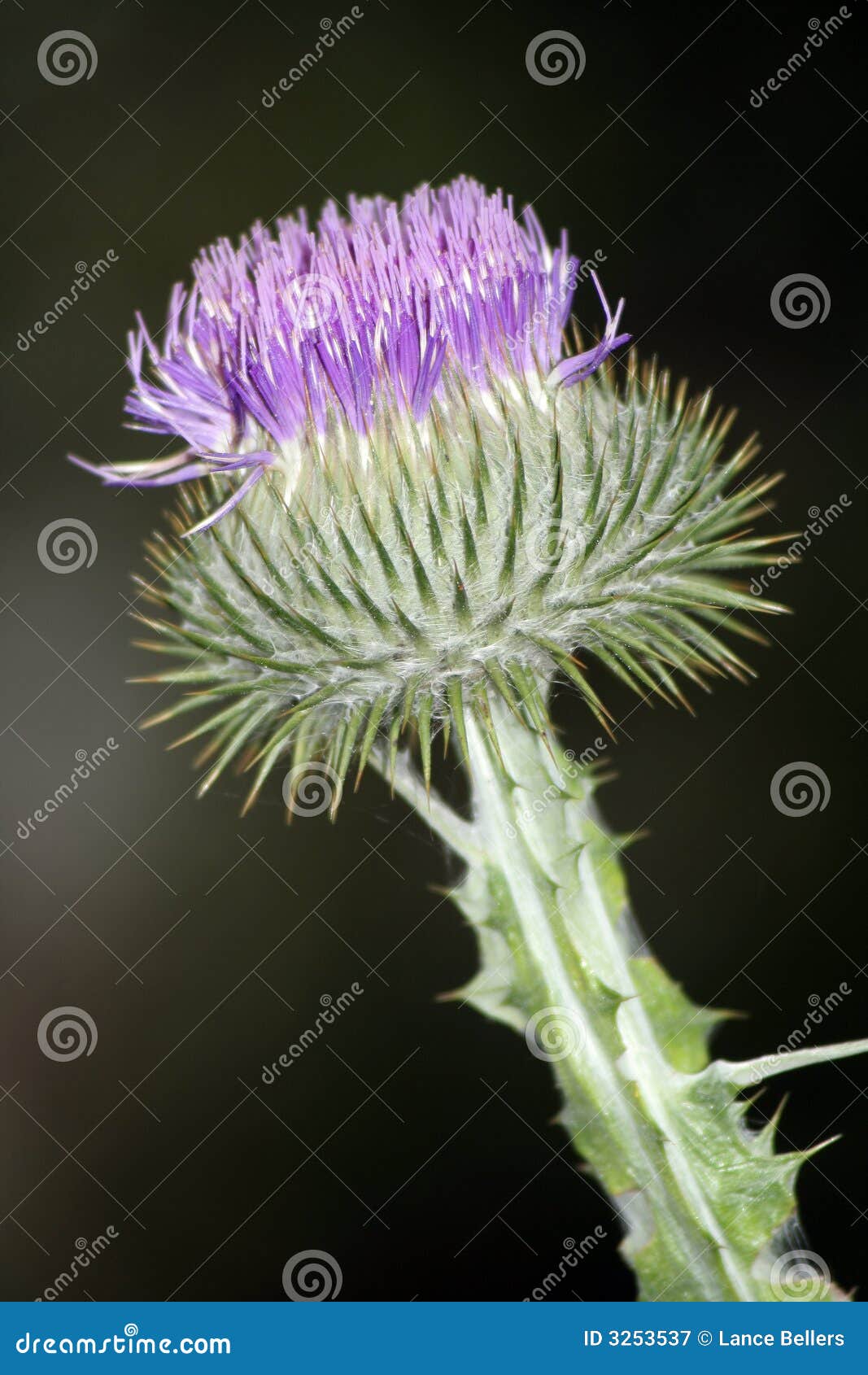 Scottish Thistle stock image. Image of prickly, flower - 3253537