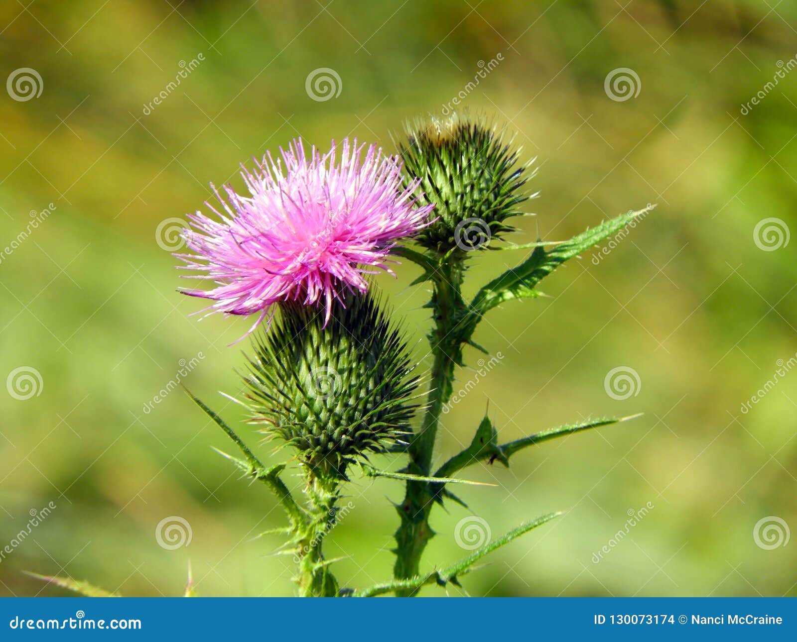 Scottish Thistle Distinctive Purple Bloom Flower Top Stock Photo ...
