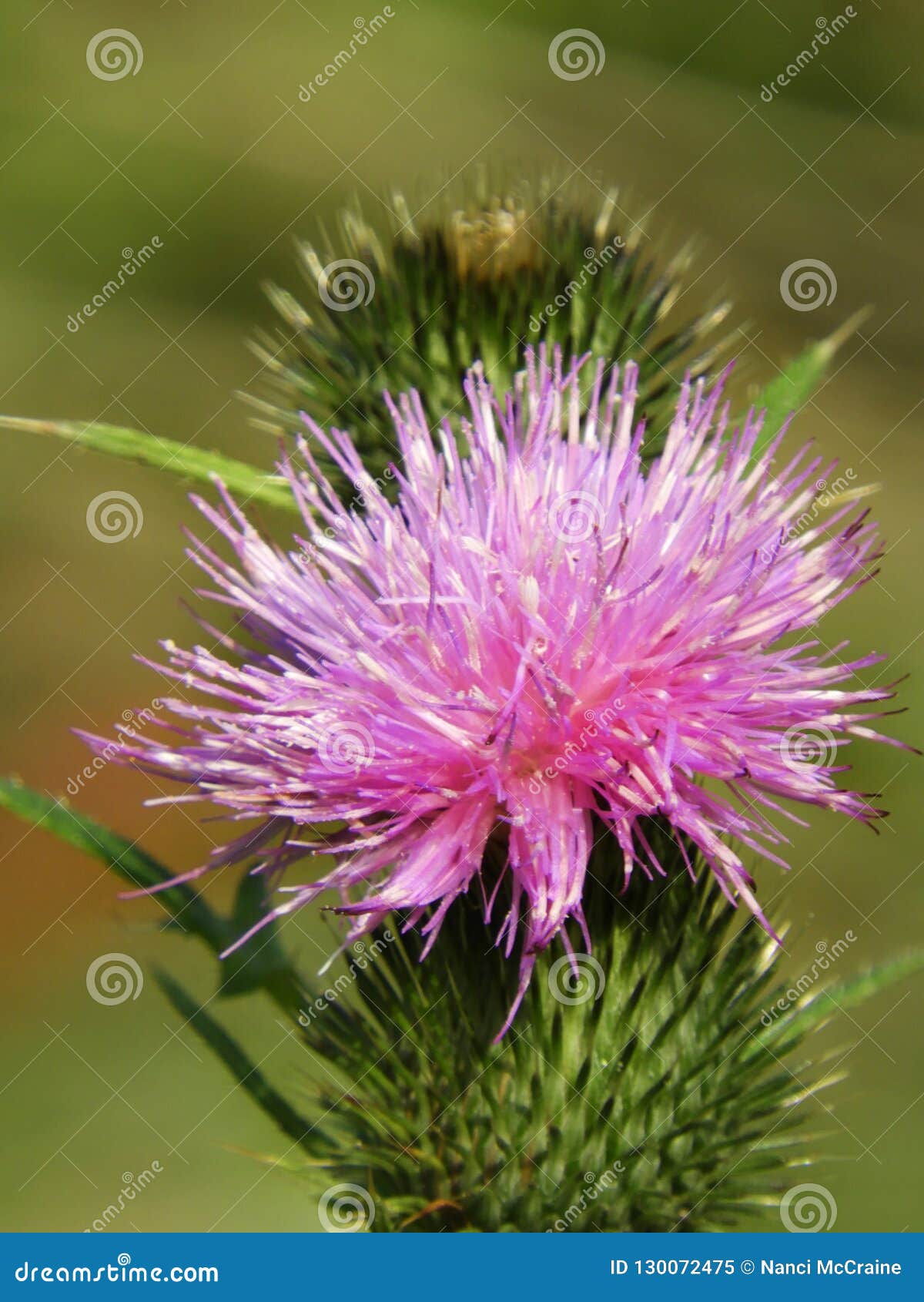 Scottish Thistle Purple Bloom Covered in Pollen Stock Image - Image of ...